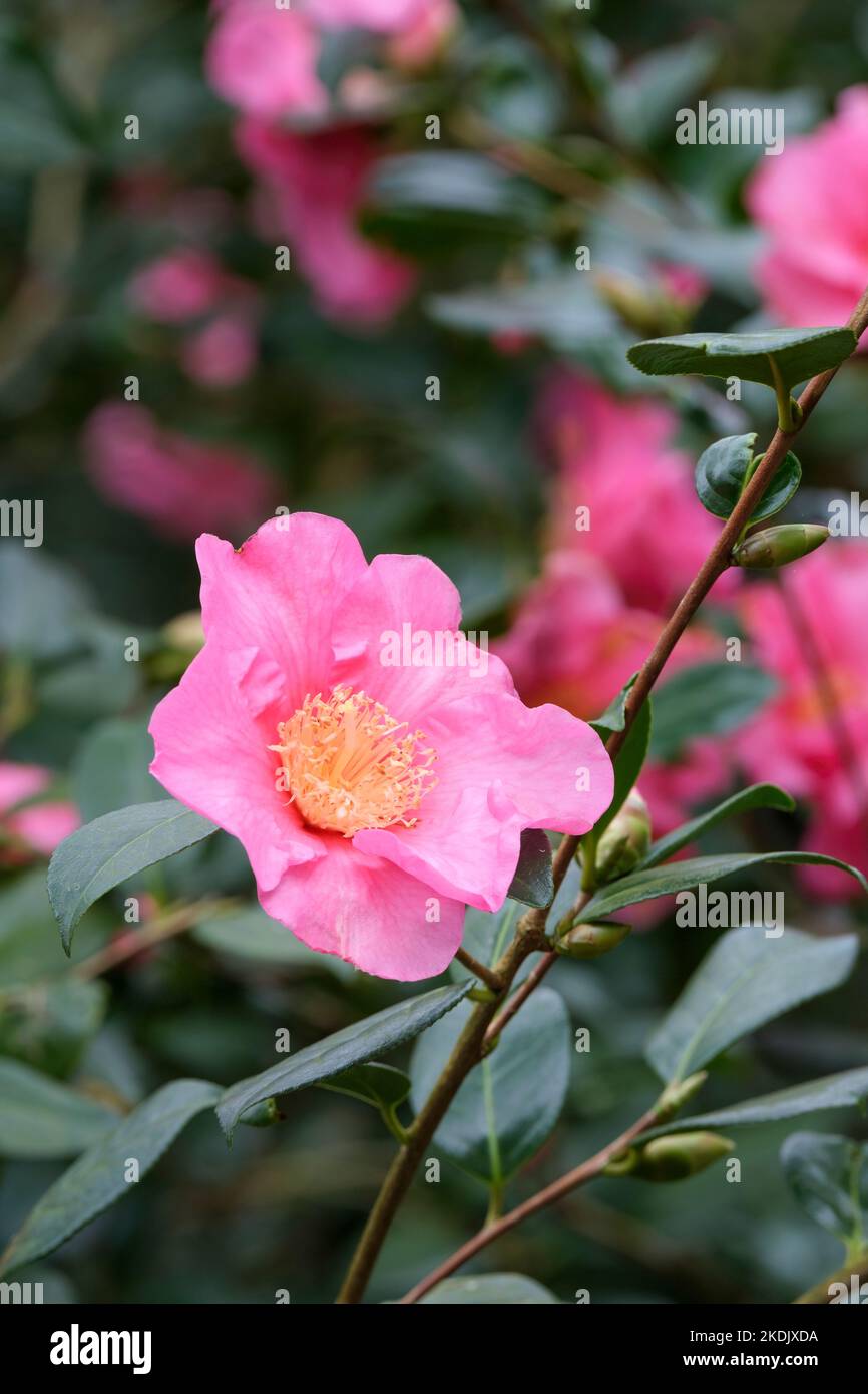 Camellia williamsii simon bolitho hi-res stock photography and images ...