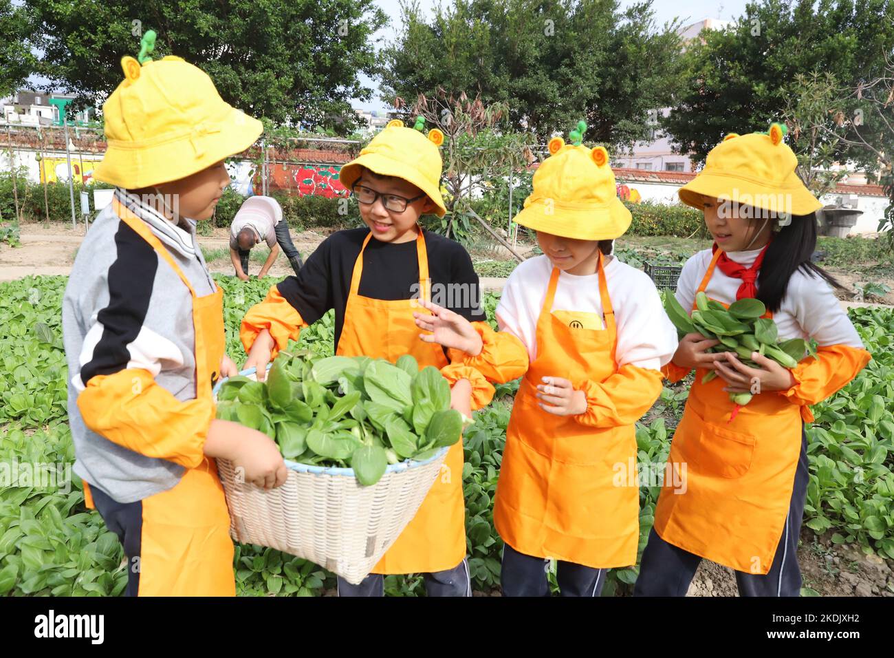 The students are harvesting crops on the campus farm with happiness and ...