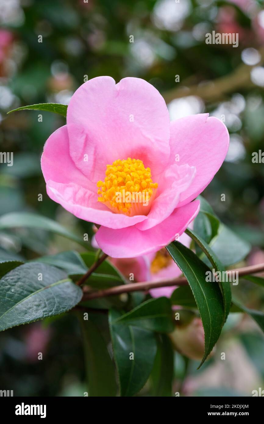 Camellia simon bolitho hi-res stock photography and images - Alamy