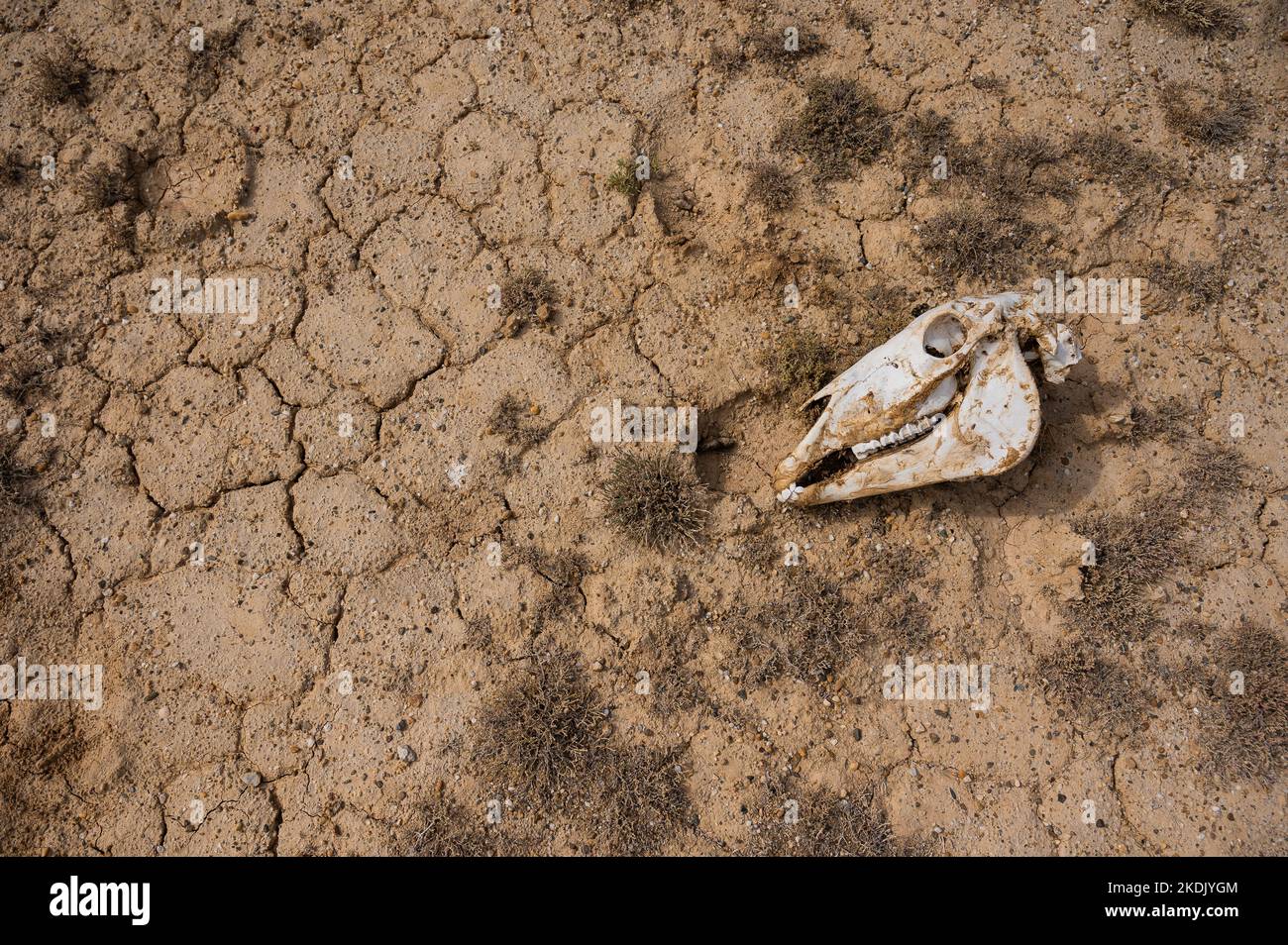 Skull horse in desert hi-res stock photography and images - Alamy