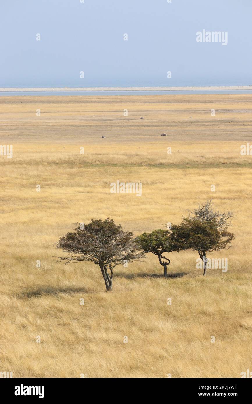 Isolated group of trees in Ottenby Lund Nature Reserve, on the island ...