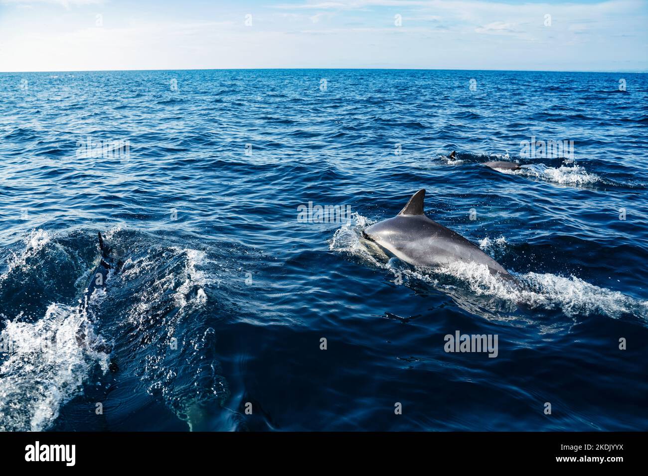 common dolphin pod leaping in bright blue ocean off the coast of San ...