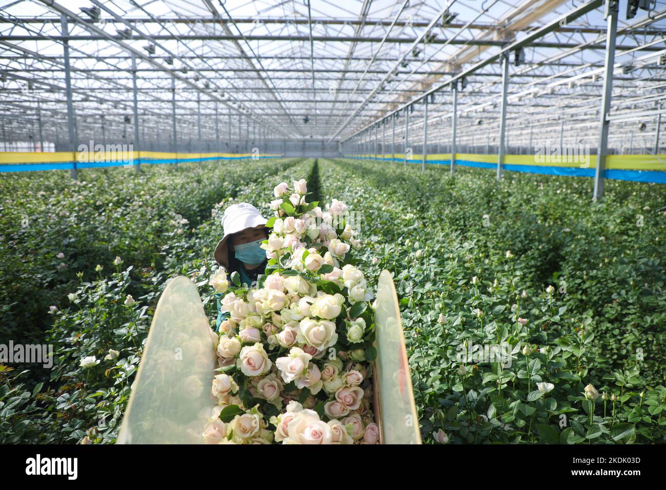 Industrial floriculture hi-res stock photography and images - Alamy