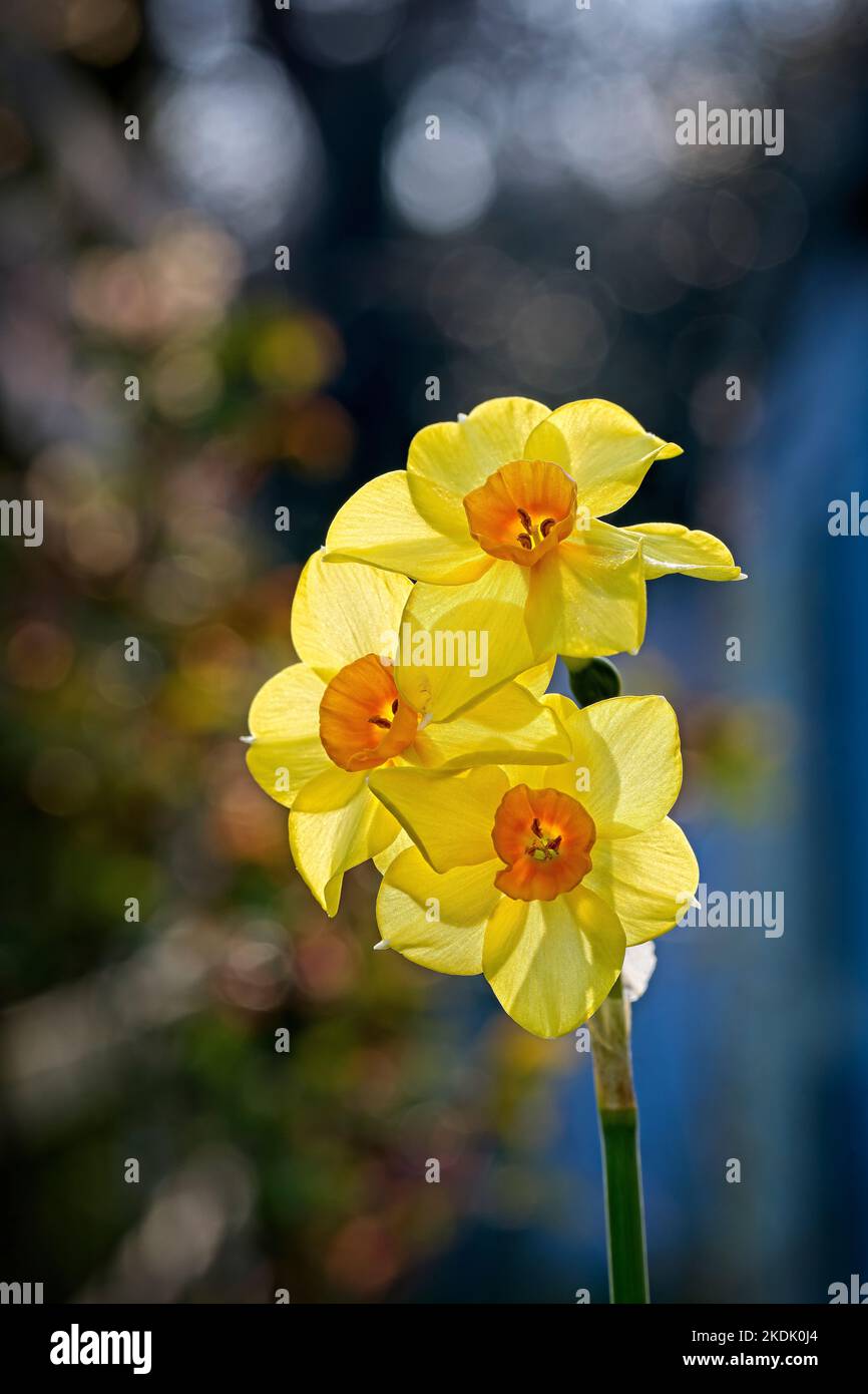 Traditional yellow spring flowering daffodil blooms Stock Photo - Alamy