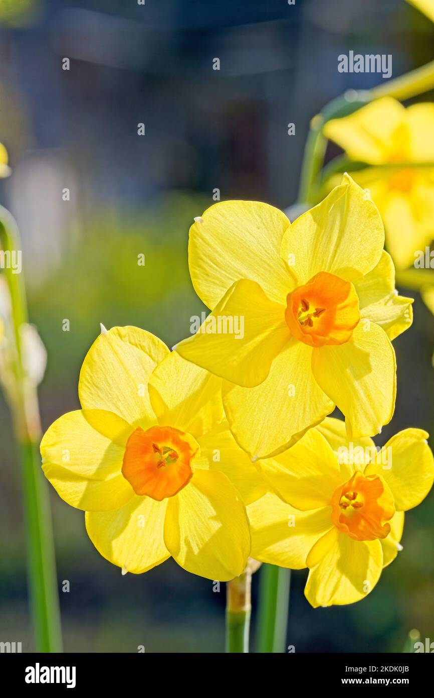 Traditional yellow spring flowering daffodil blooms Stock Photo - Alamy