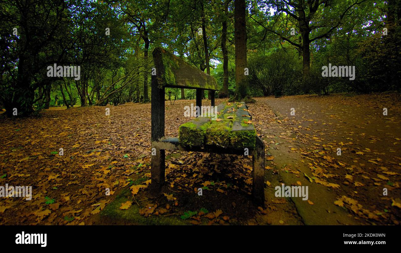 Bench in a forest hi-res stock photography and images - Alamy