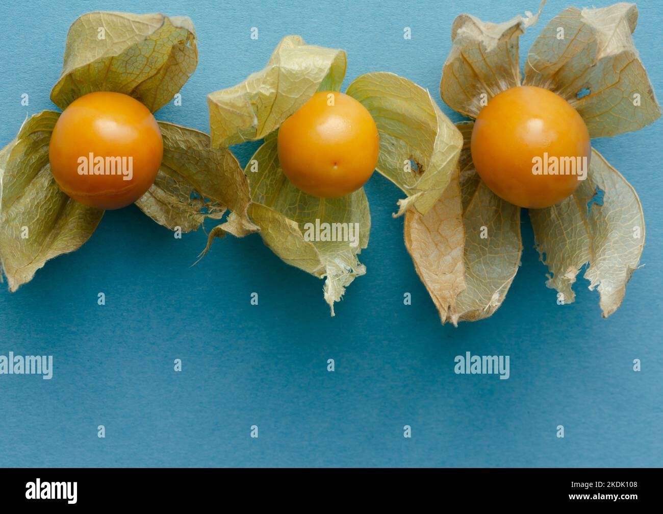 Three Physalis fruits with open shells in a row on blue background ...