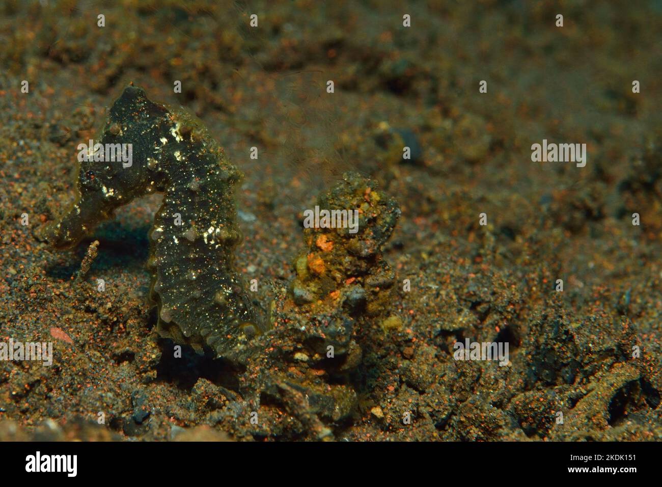 Hippocampus kuda camouflage hi-res stock photography and images - Alamy