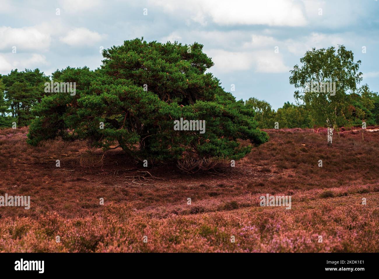 Trees on sky background, Westruper Heide in autumn, Germany Stock Photo ...