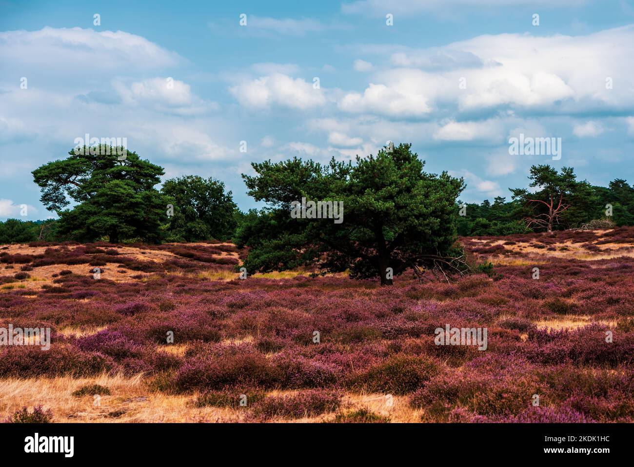 Trees on sky background, Westruper Heide in autumn, Germany Stock Photo ...