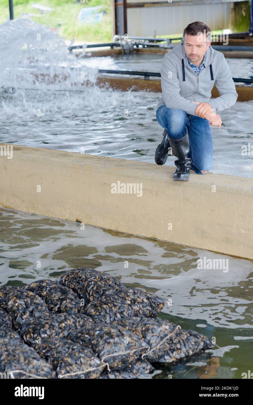 Harvesting mussels hi-res stock photography and images - Alamy