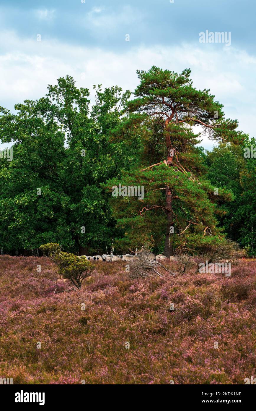 Trees on sky background, Westruper Heide in autumn, Germany Stock Photo ...