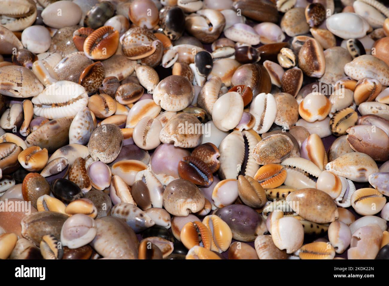 Cowrie seashells (cypraea) collected from the beach make a colourful ...