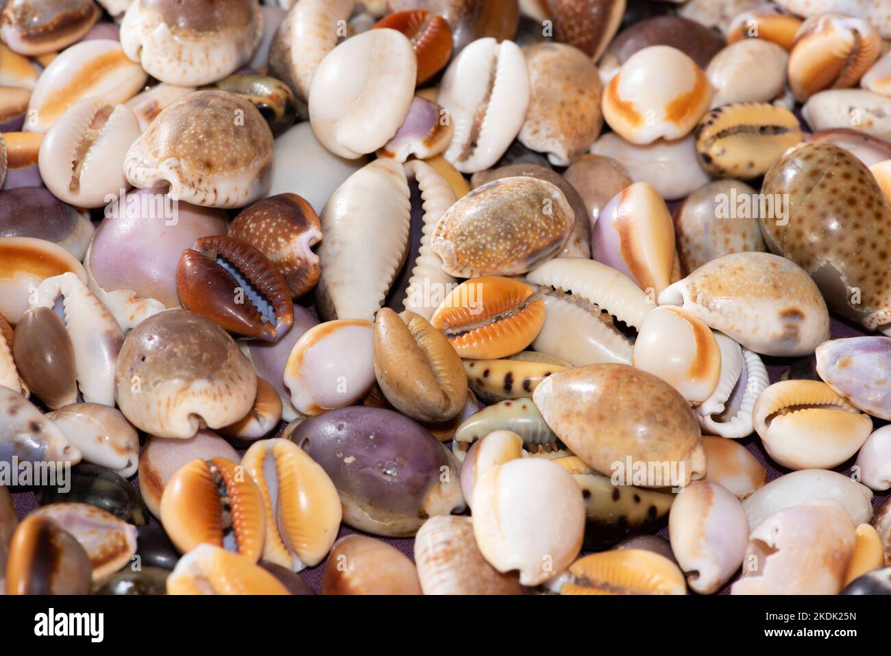 Cowrie seashells (cypraea) collected from the beach make a colourful ...