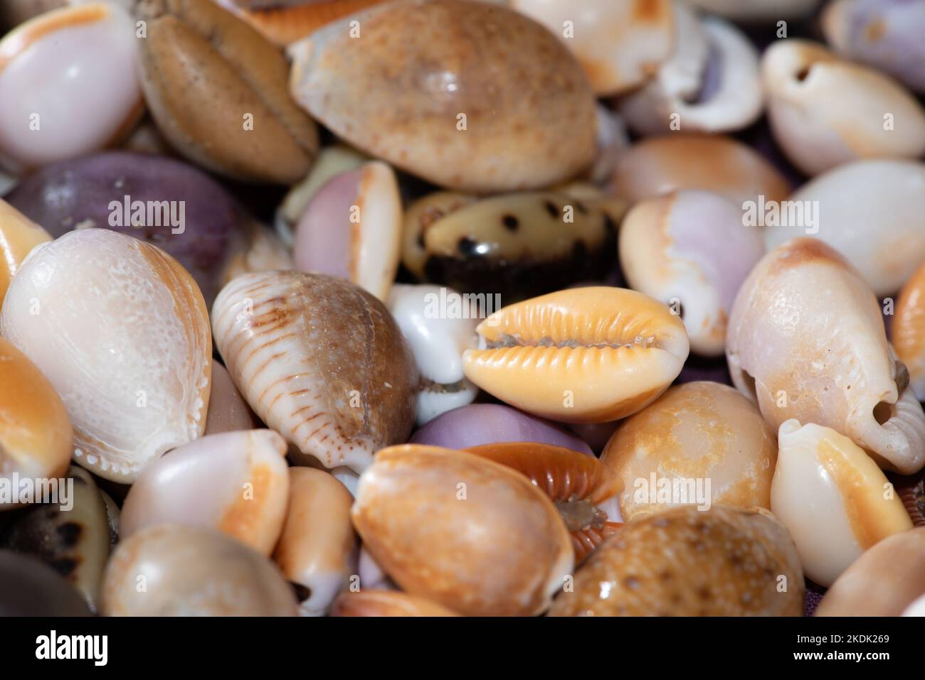 Cowrie shell money hi-res stock photography and images - Alamy
