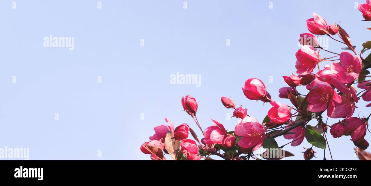 Banner with branch of flowering decorative pink apple tree in front of ...