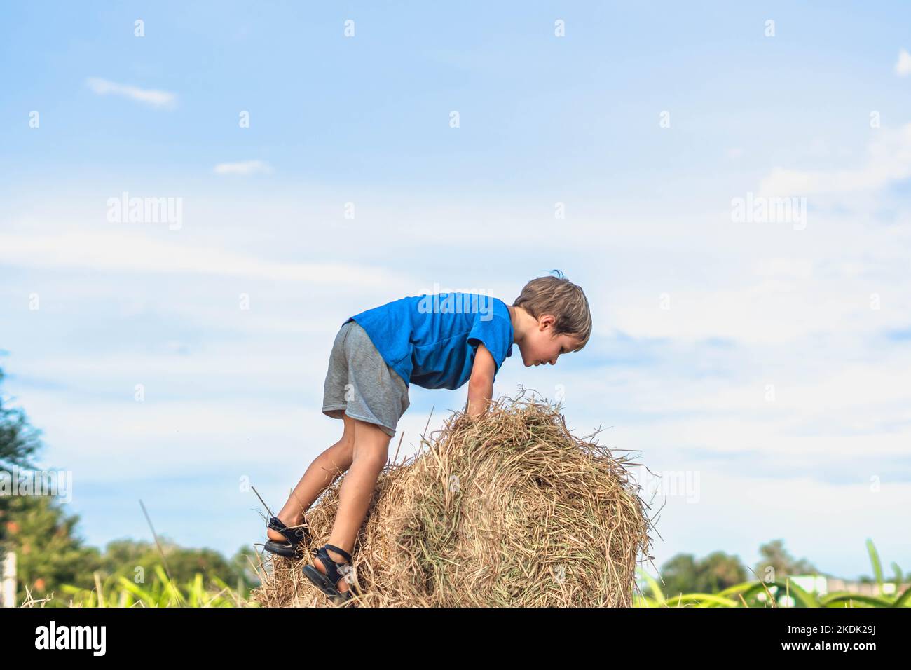 Boy blue t-shirt smile play climbs up on down haystack bales of dry hay ...