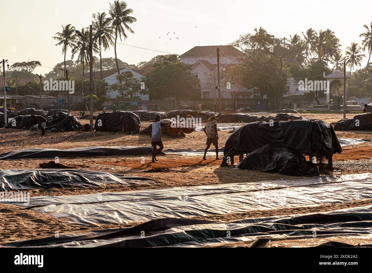 People working with fish on the beach in Negombo, Sri Lanka Stock Photo ...