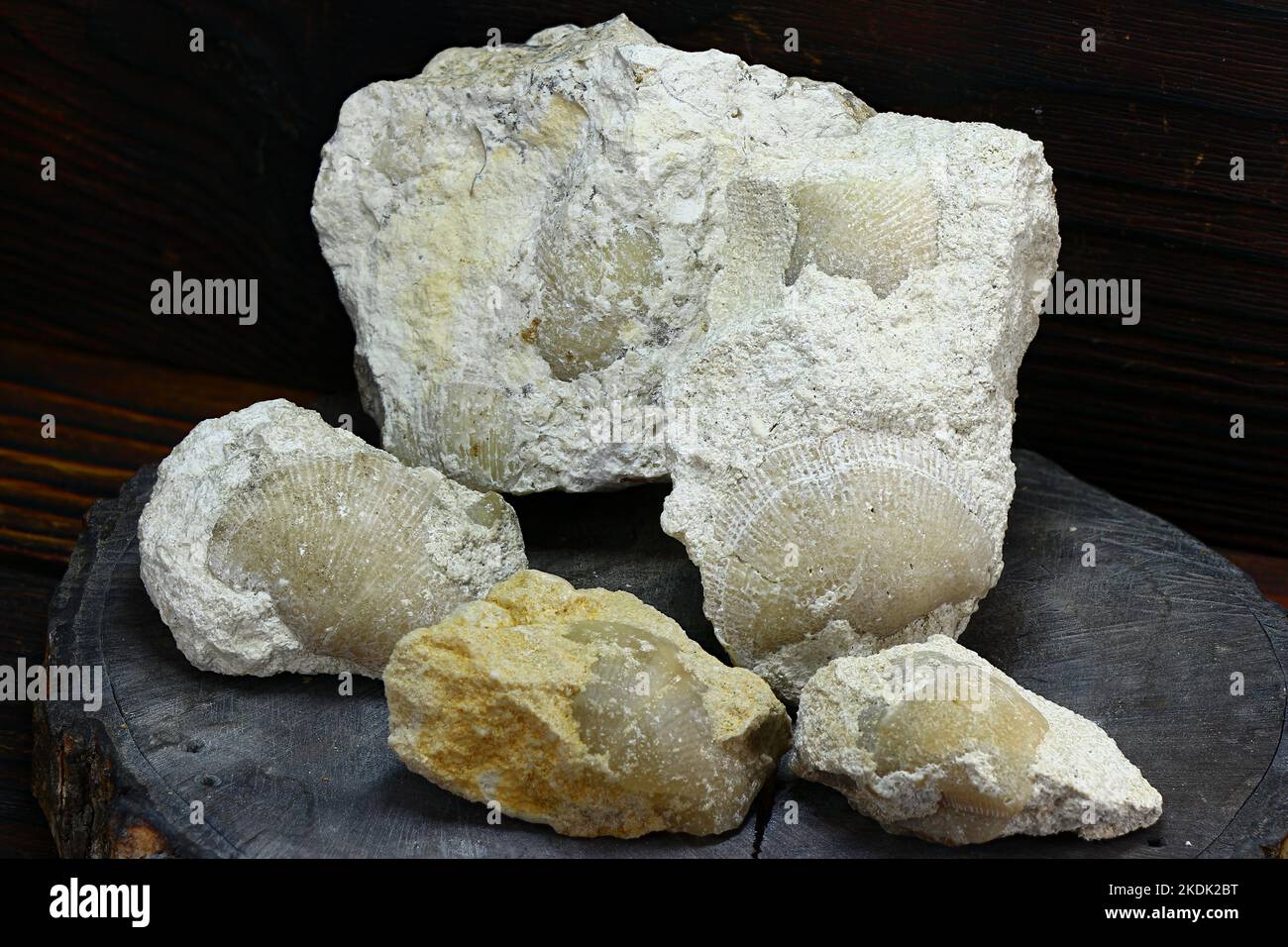 Fossil brachiopod shells in limestone of the Carboniferous period ...