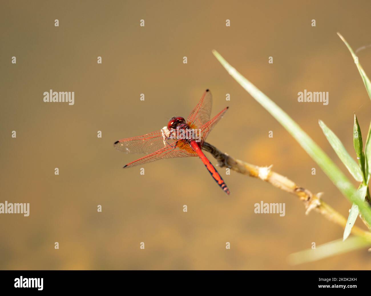 The spectacular male Red-veined Dropwing is a familiar sight alongside ...