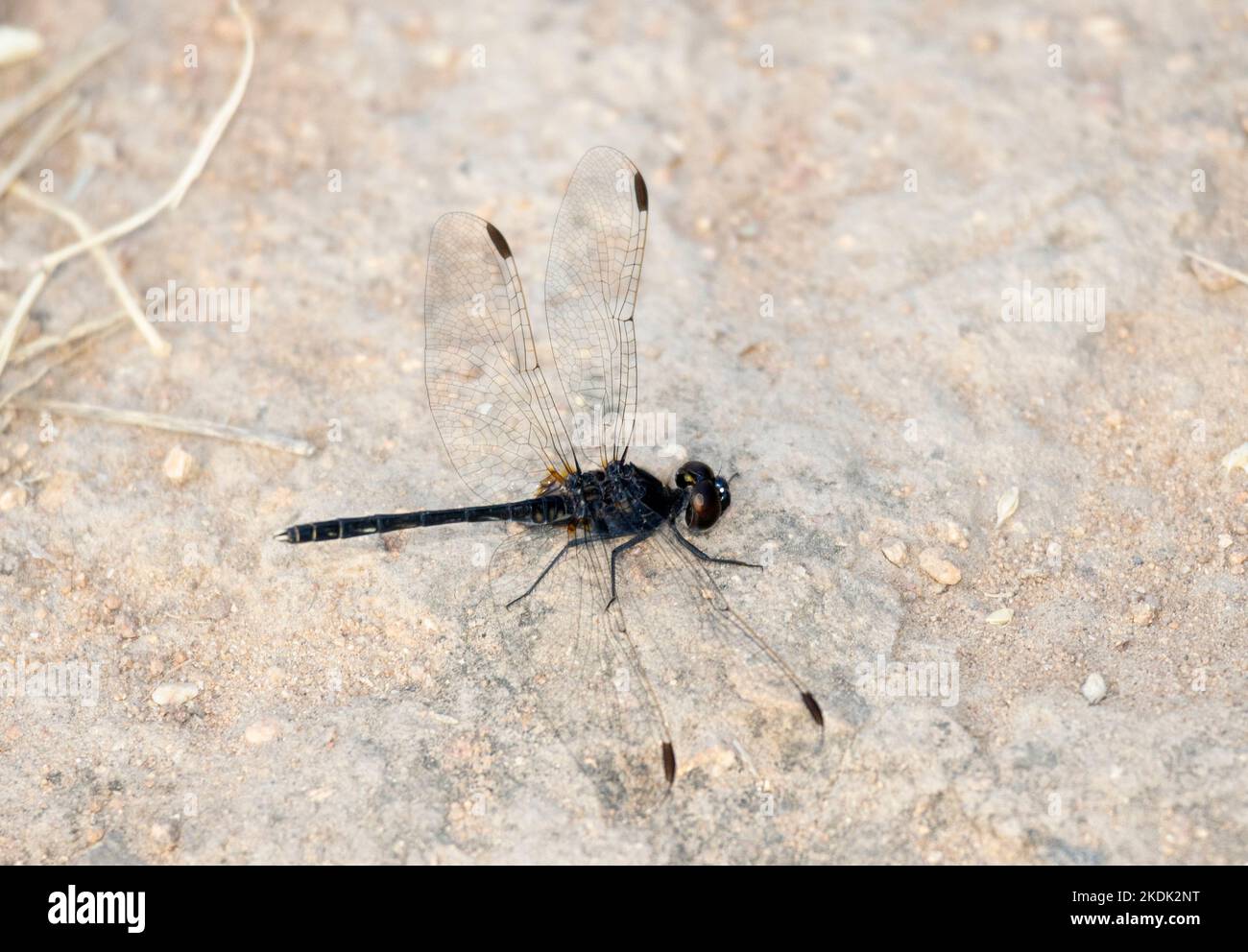The distinctive blue-black colouration of the male Black Percher is ...