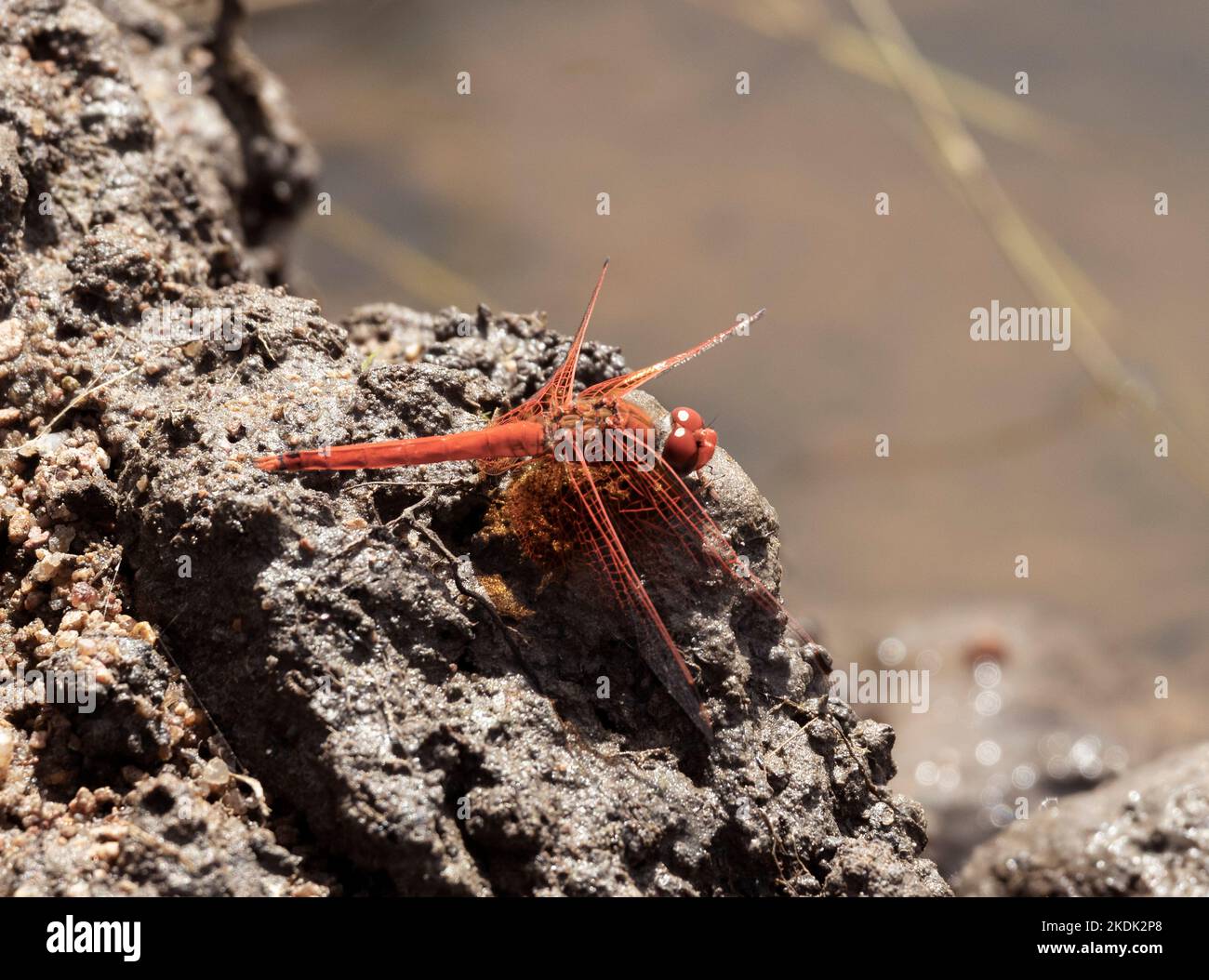 The spectacular male Red-veined Dropwing is a familiar sight alongside ...