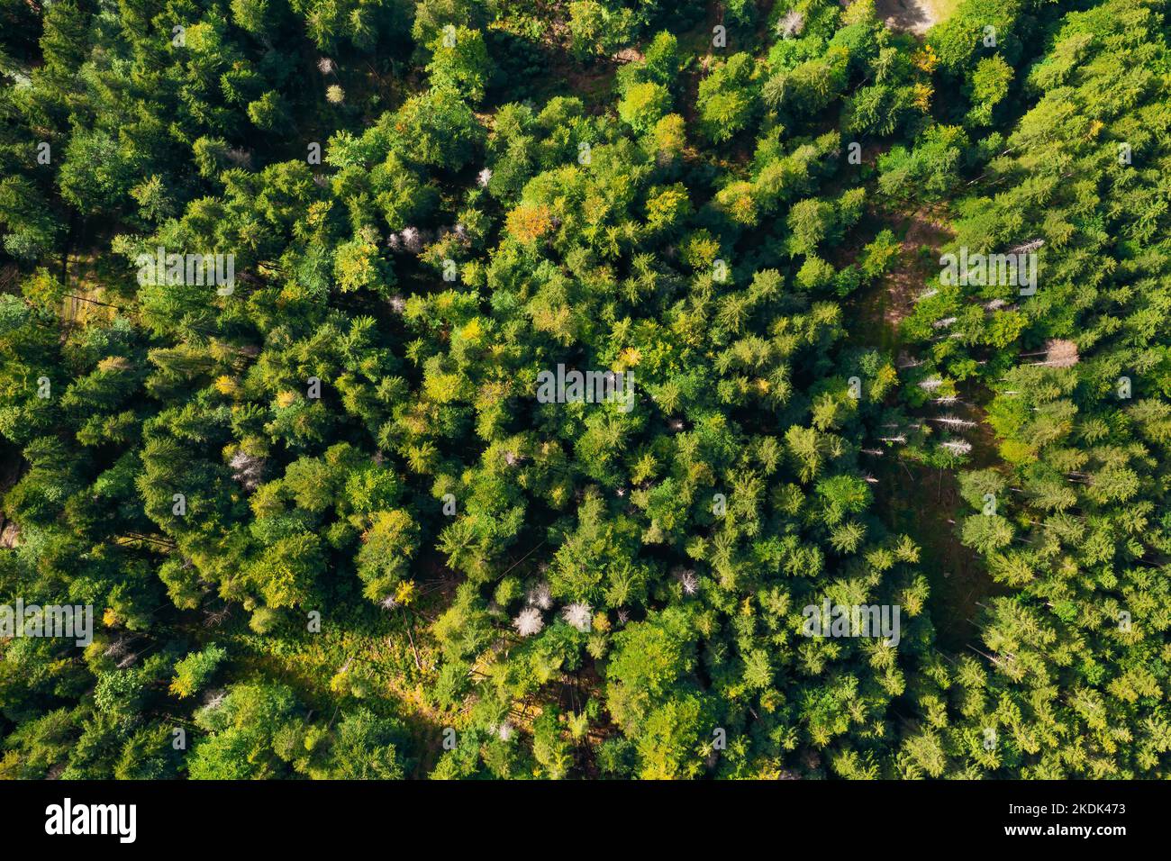 Top view of the young green top of spruce trees in the forest. Summer ...