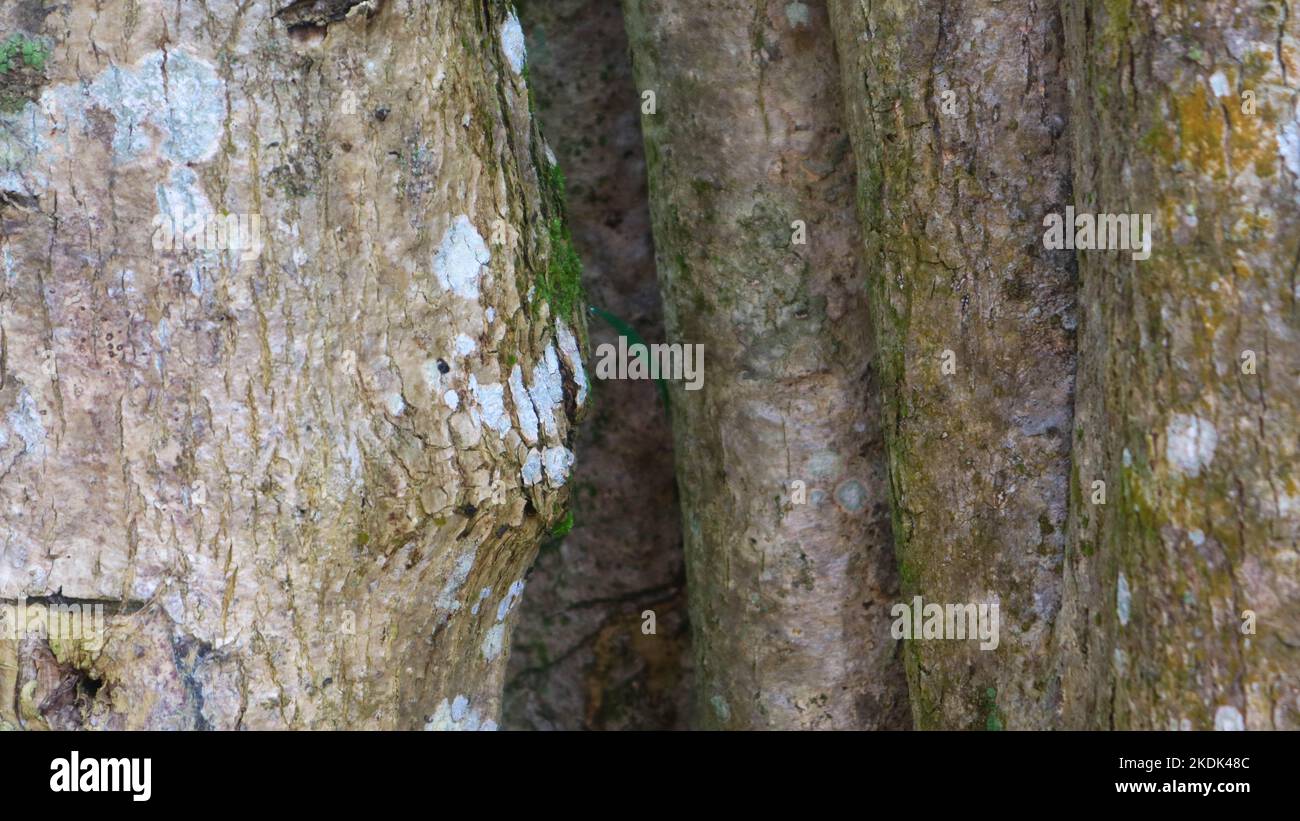 beautiful bark texture as background Stock Photo - Alamy