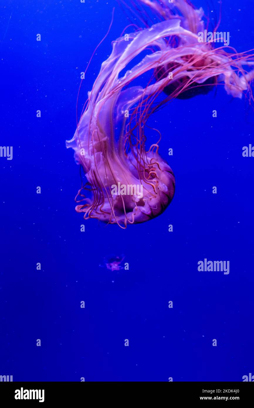 spectacular photo of brightly colored jellyfish floating freely Stock ...