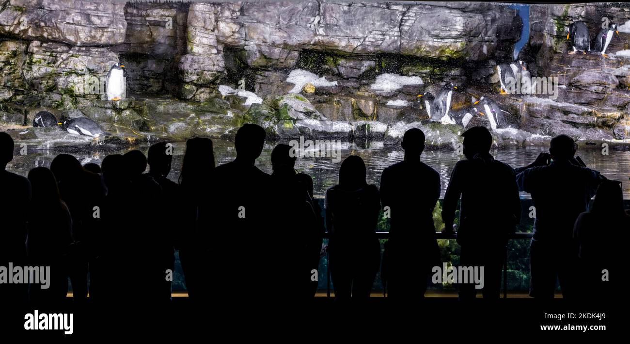 silhouette of a group of people watching penguins behind glass in a ...
