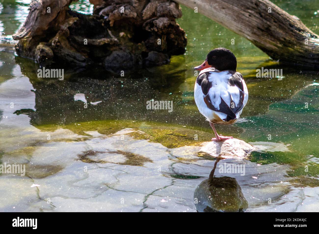 Duck resting on rock hi-res stock photography and images - Alamy