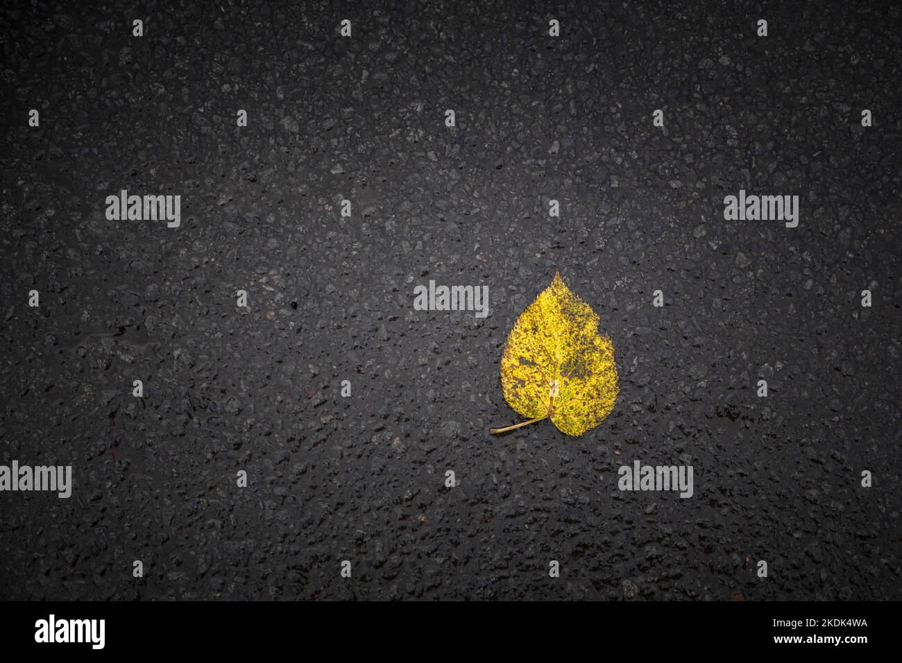A dead Lime Tree leaf Tilia x europaea flattened on a wet muddy road in ...