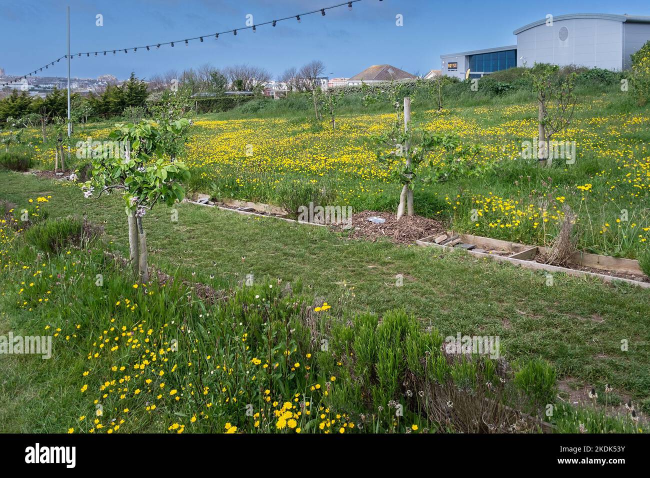 Newquay Orchard a space created by the community for the community of ...