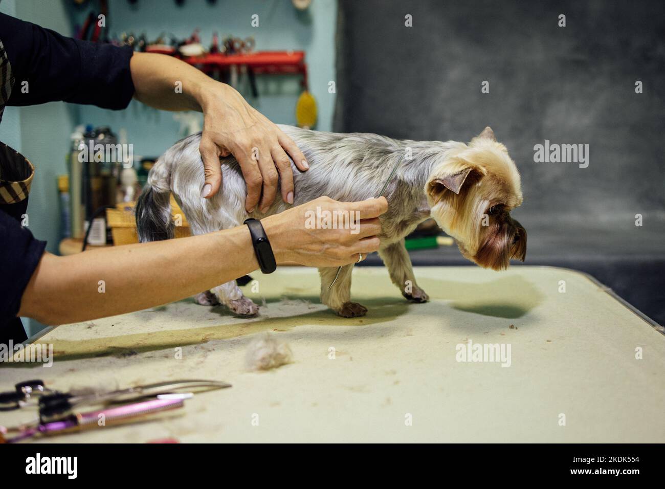 Groomer woman cutting and combing dog at grooming salon. Professional ...