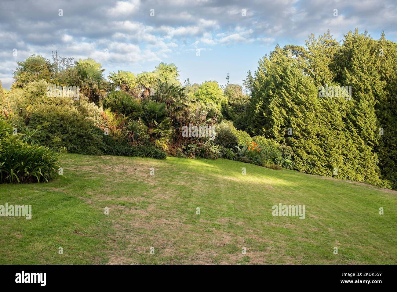 The lawn area in the lush sub-tropical Trebah Garden in Cornwall in the ...