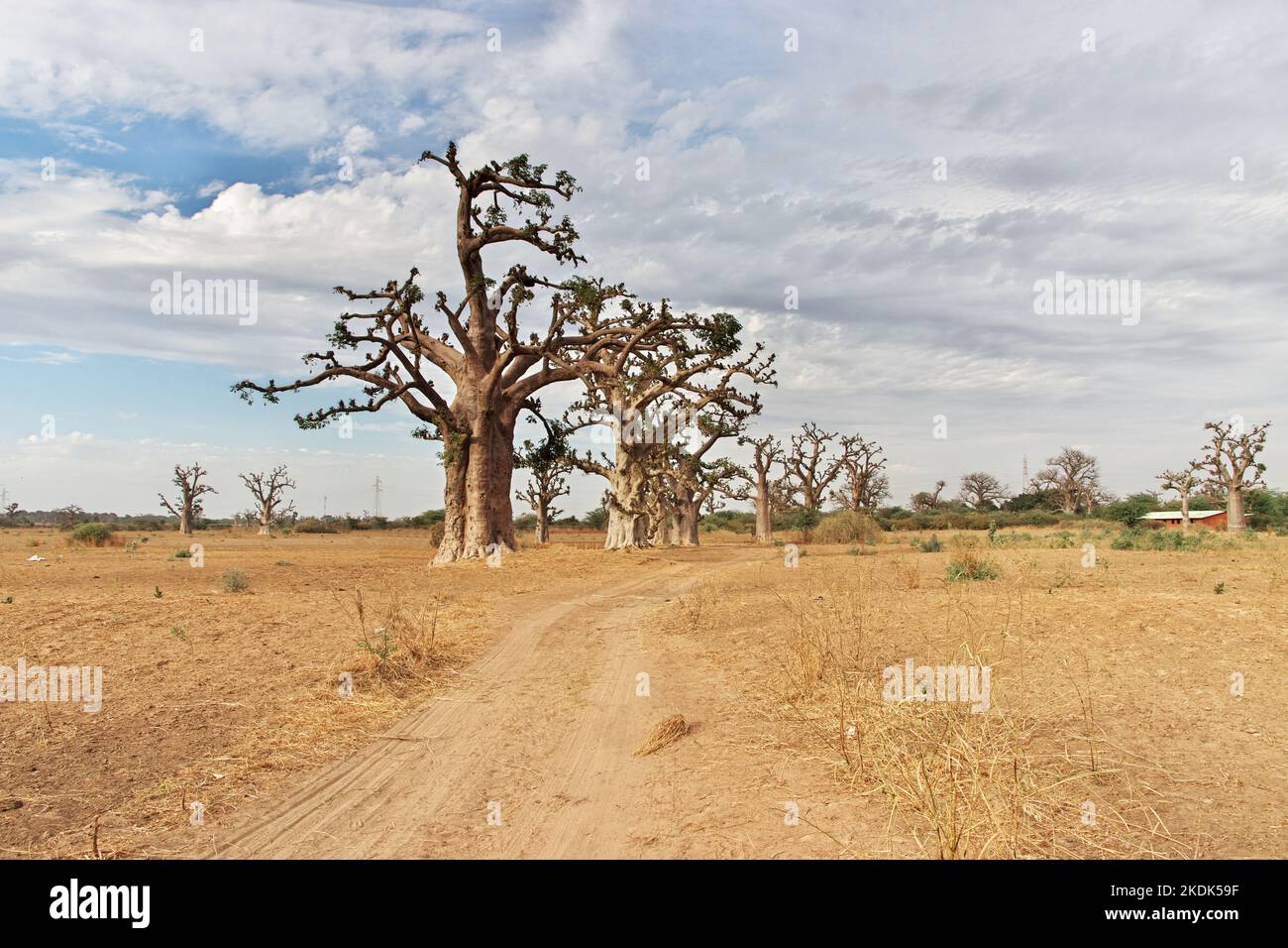 Baobab forest senegal hi-res stock photography and images - Alamy
