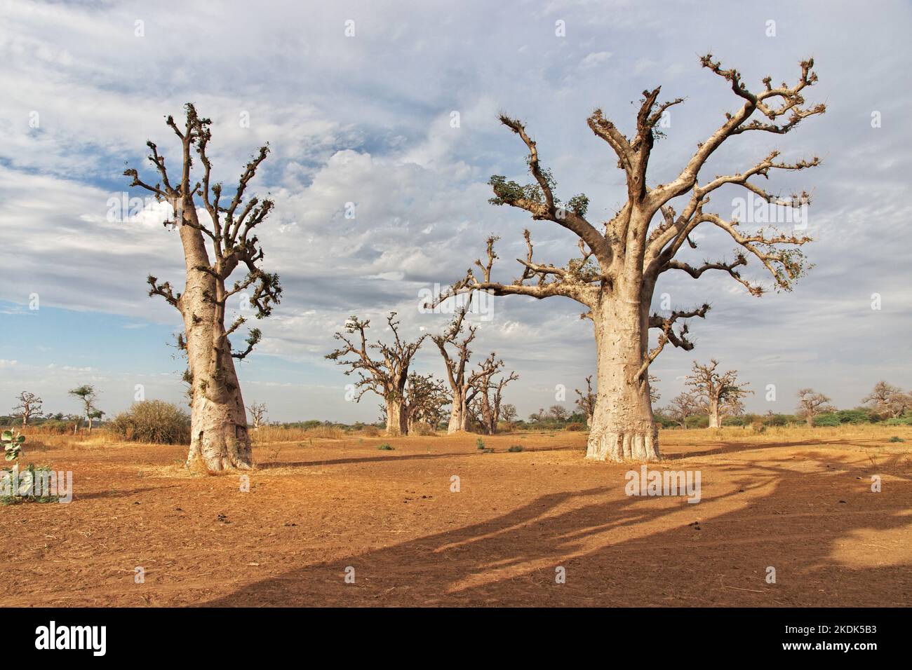 Baobab forest senegal hi-res stock photography and images - Alamy