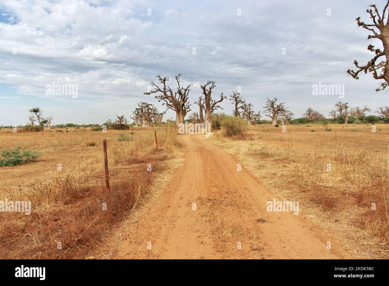 Baobab forest senegal hi-res stock photography and images - Alamy