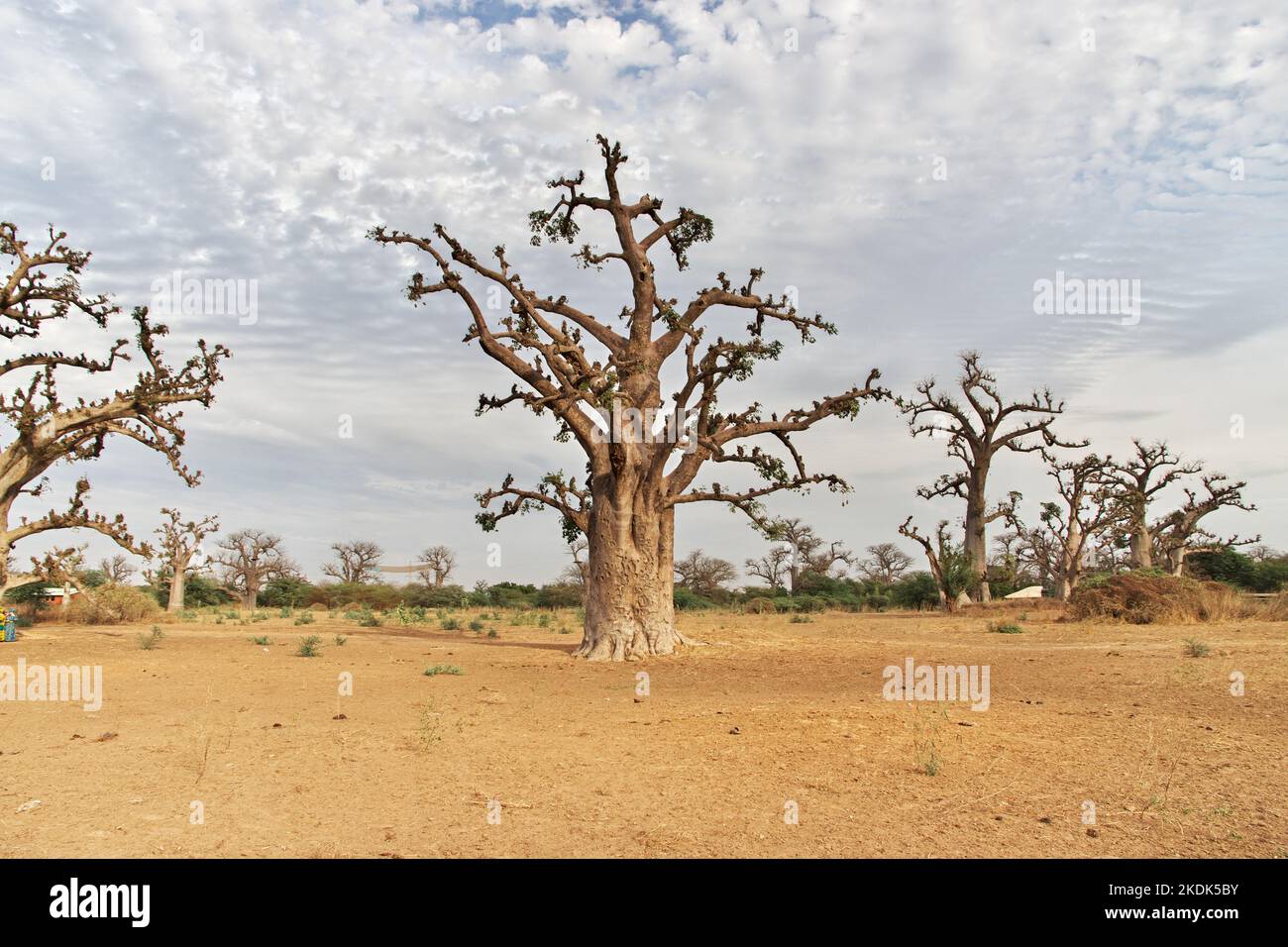 Baobab forest senegal hi-res stock photography and images - Alamy