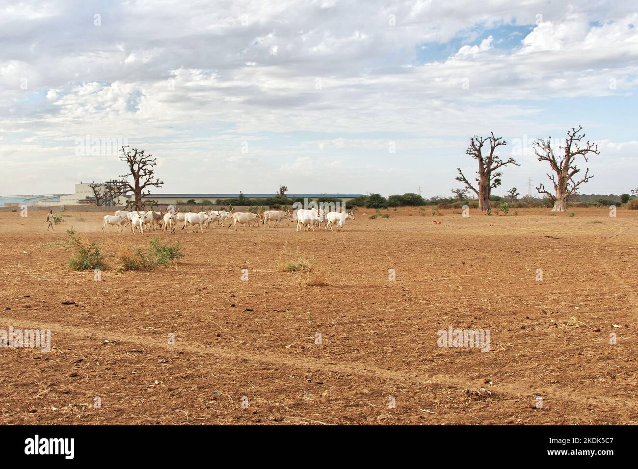 Senegal agriculture dry hi-res stock photography and images - Alamy