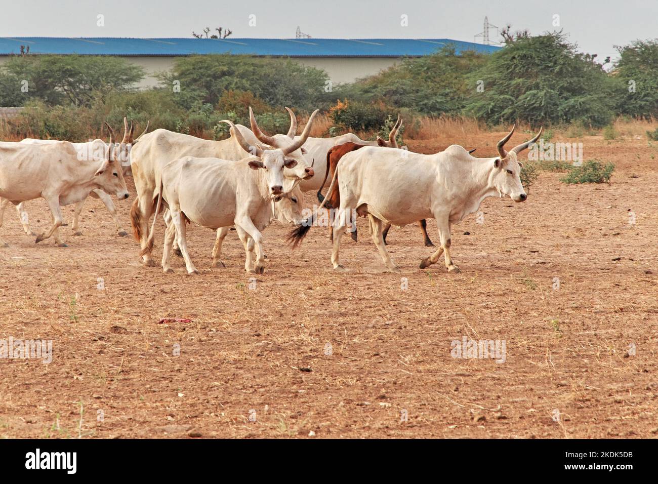 Senegal agriculture dry hi-res stock photography and images - Alamy