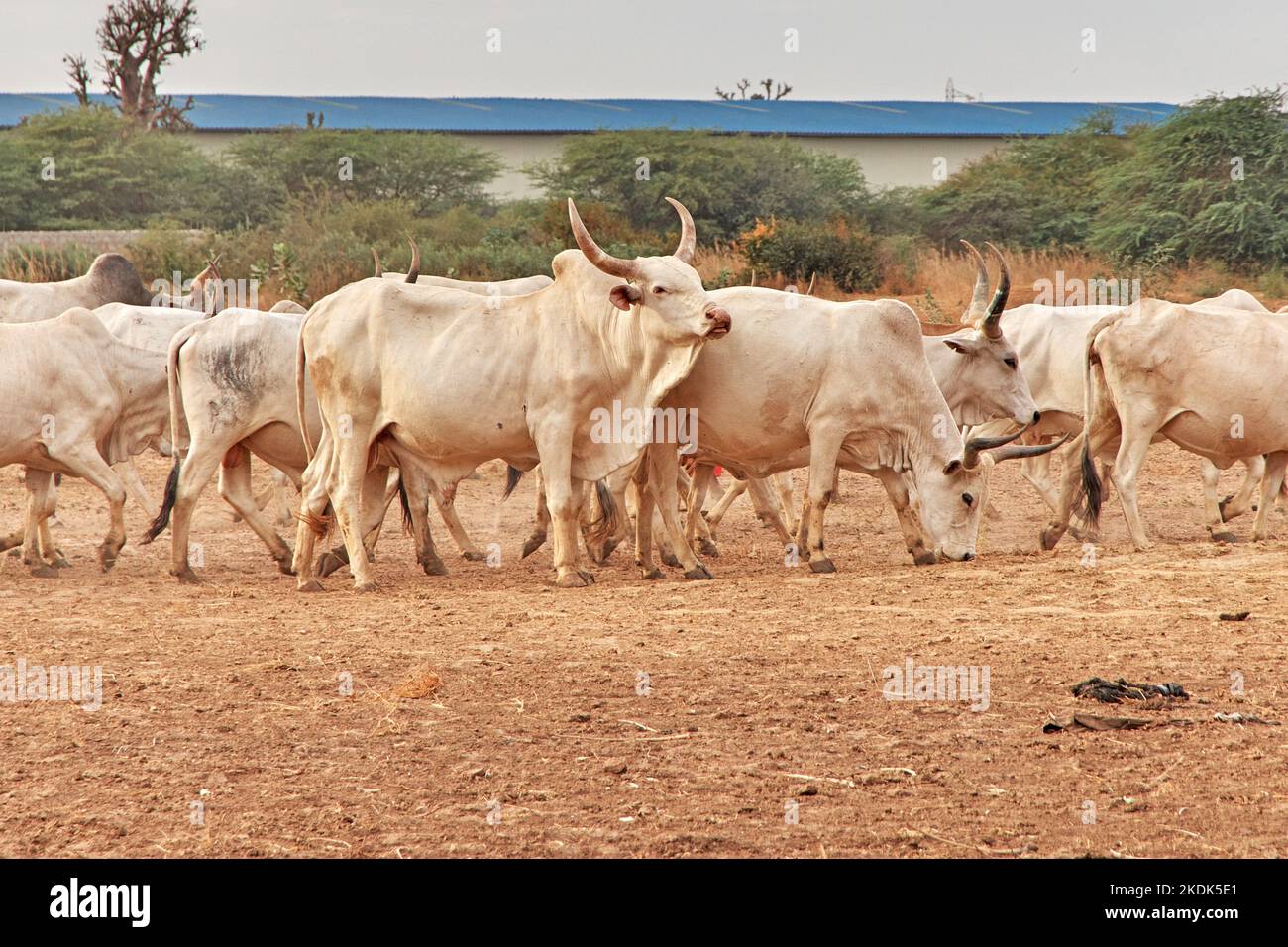 Senegal agriculture dry hi-res stock photography and images - Alamy