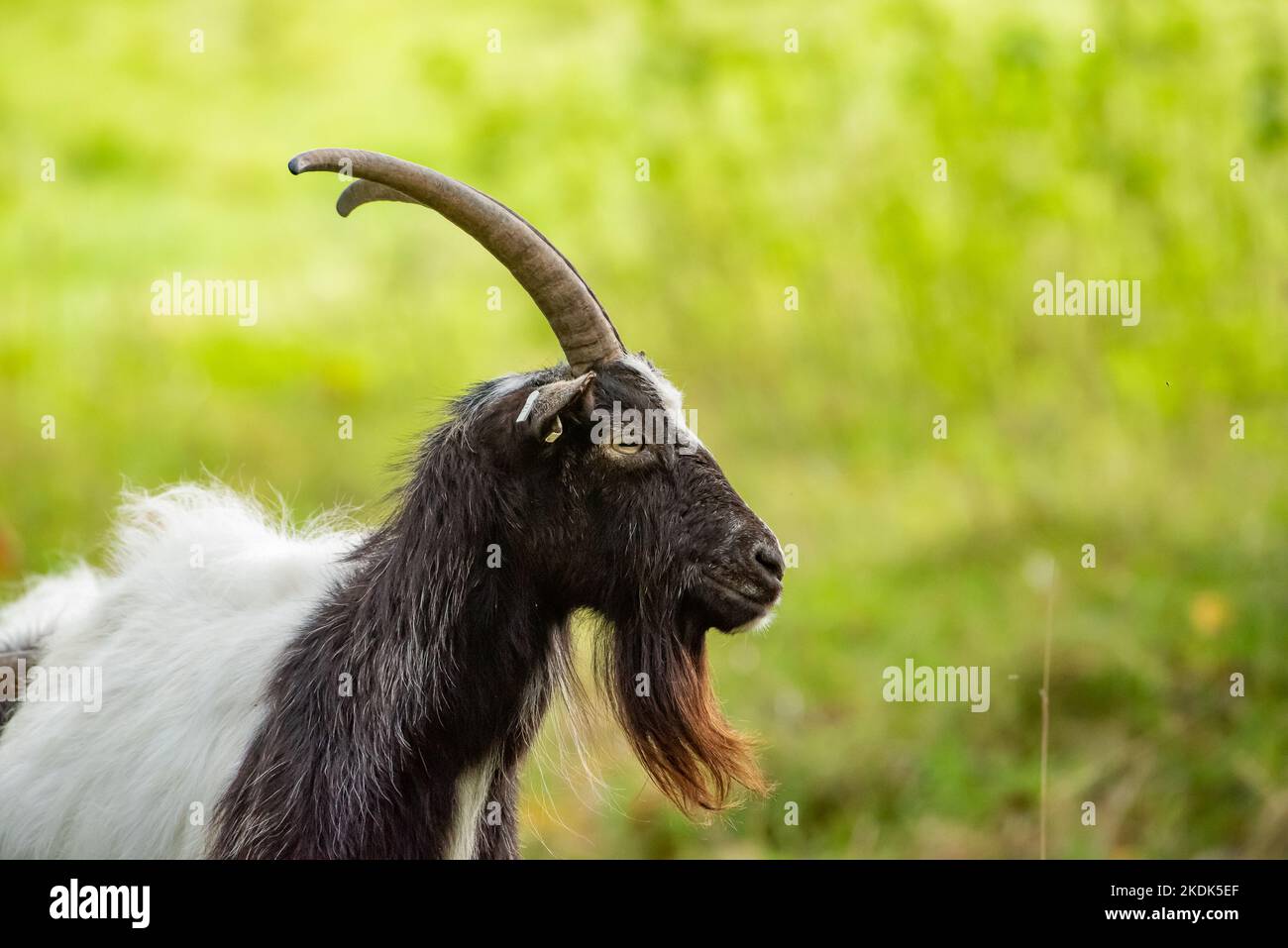 Rare breed goat hi-res stock photography and images - Alamy