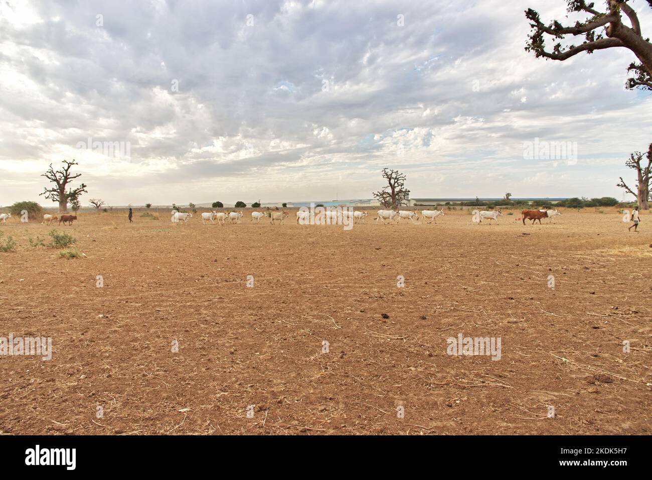 Senegal agriculture dry hi-res stock photography and images - Alamy
