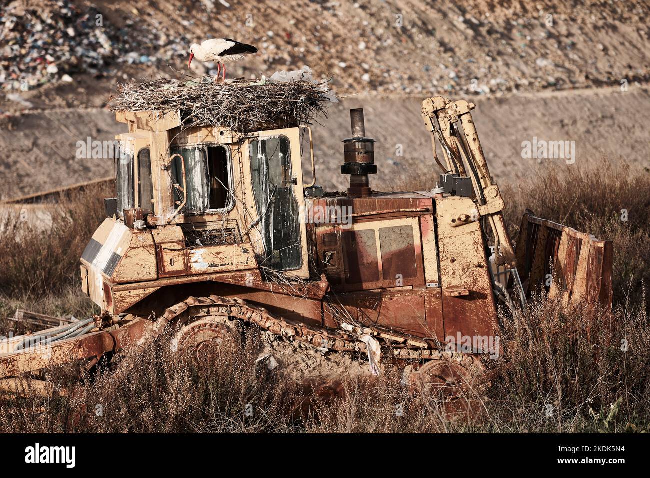 White stork nest in a garbage dump. Environmental pollution. Ecology ...