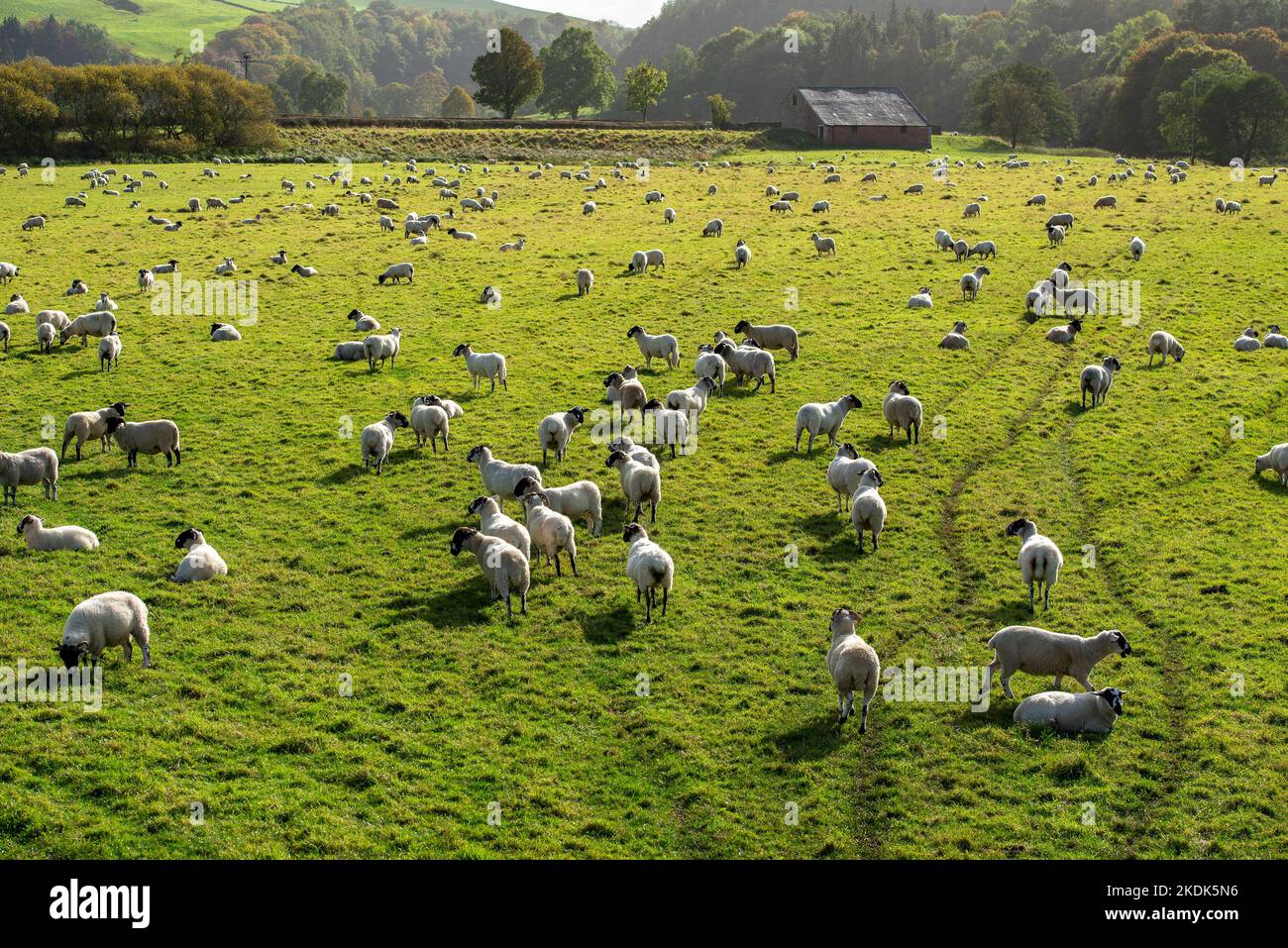 Lonk sheep in a field, Whitewell, Clitheroe, Lancashire, UK Stock Photo ...