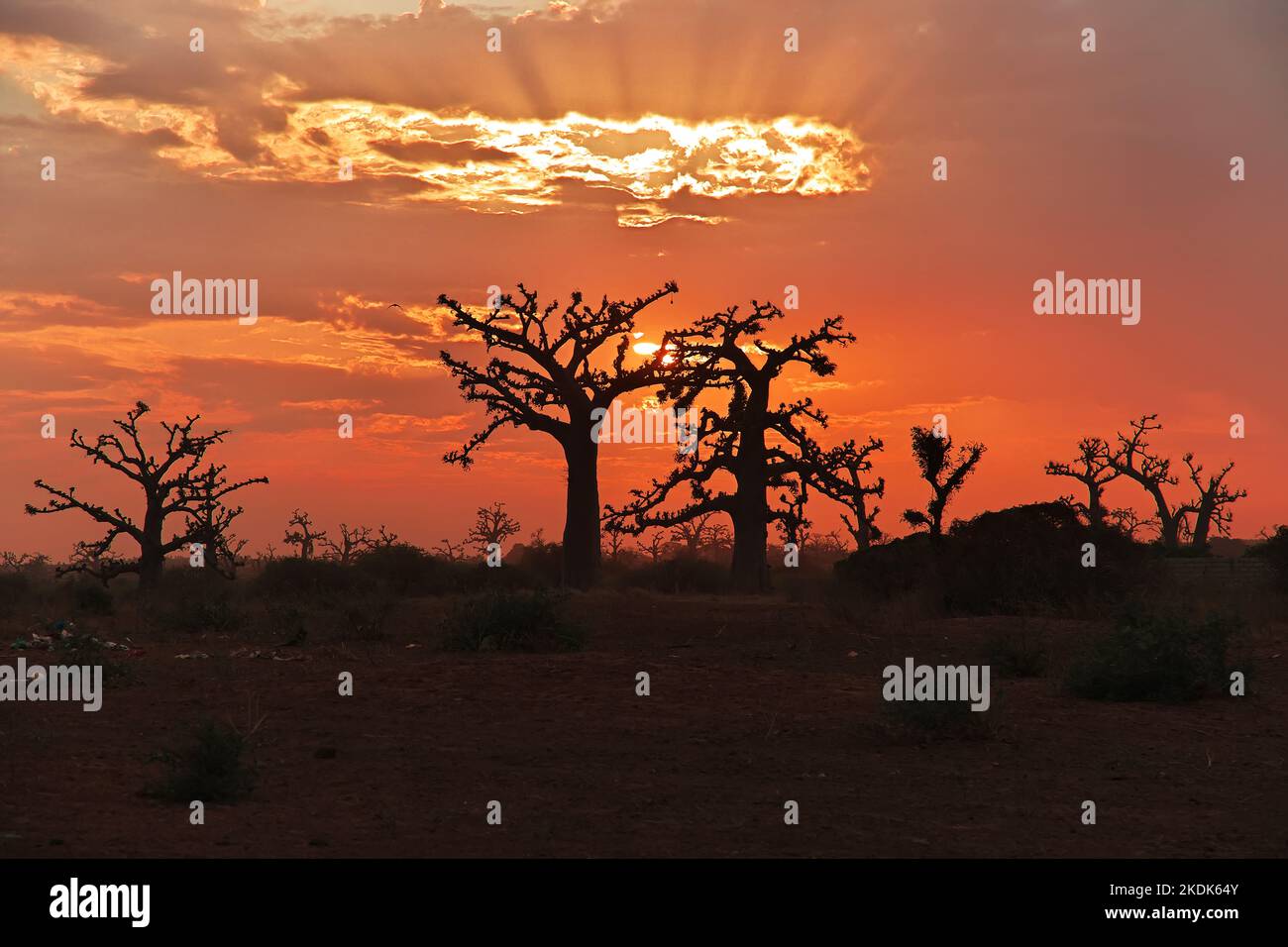 The sunset in baobab grove close Dakar, Senegal, West Africa Stock ...
