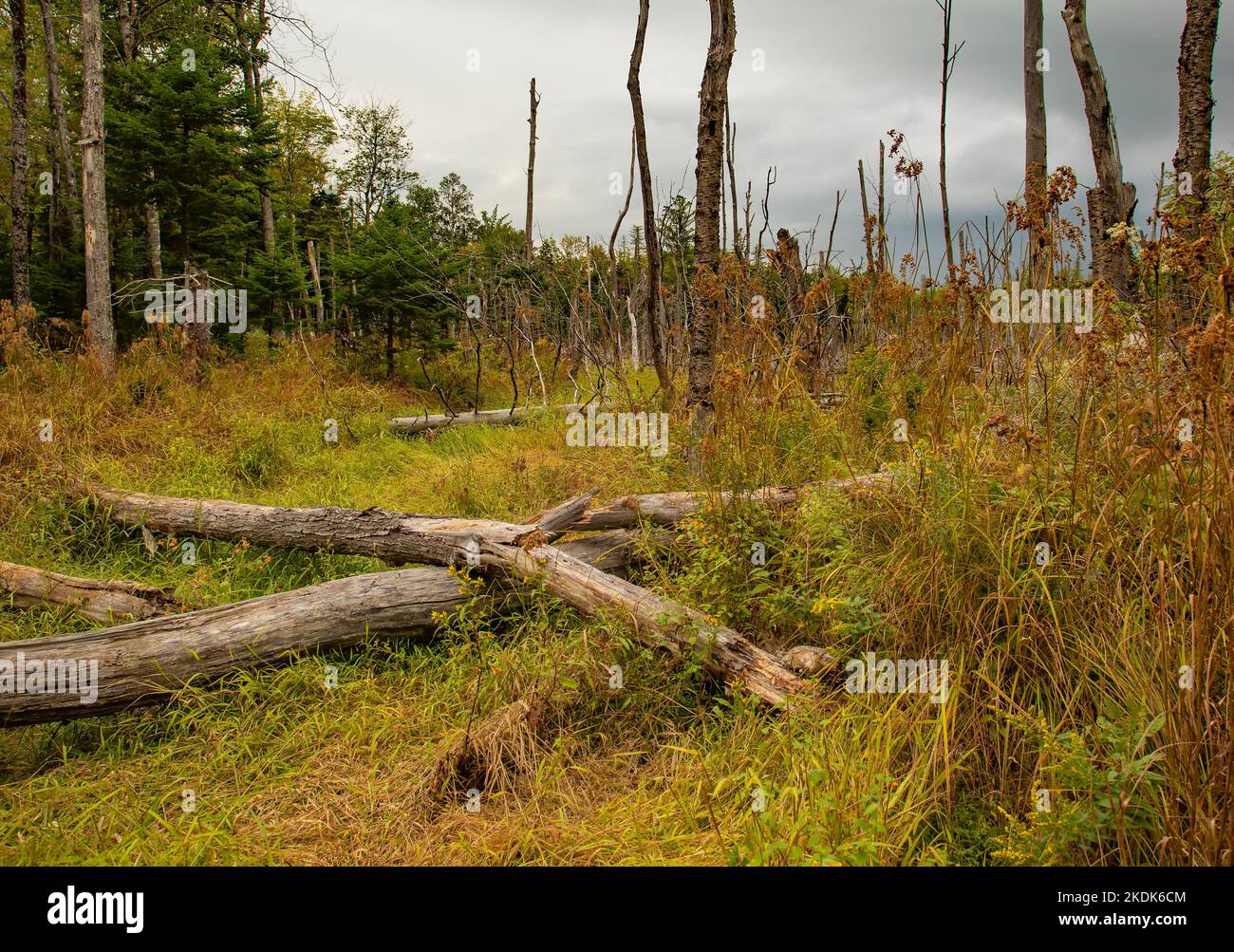 Dead trees in a Maine bog in early fall Stock Photo - Alamy