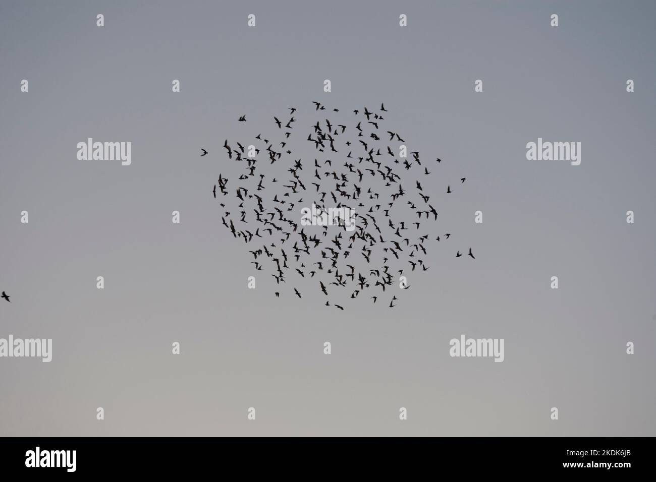 Flock of starlings flying in a blue sky. flock of birds flying Stock ...