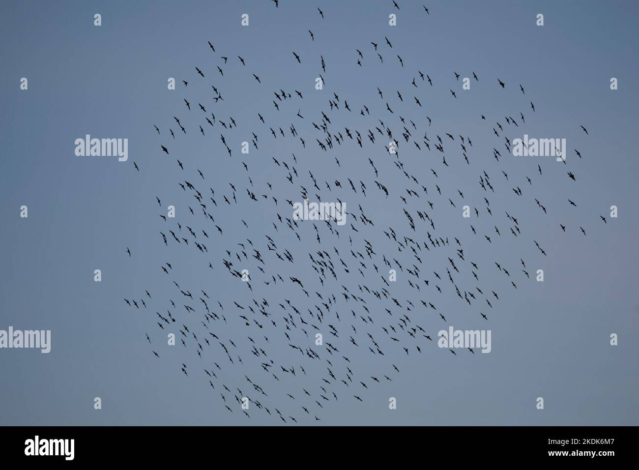 Flock of starlings flying in a blue sky. flock of birds flying Stock ...